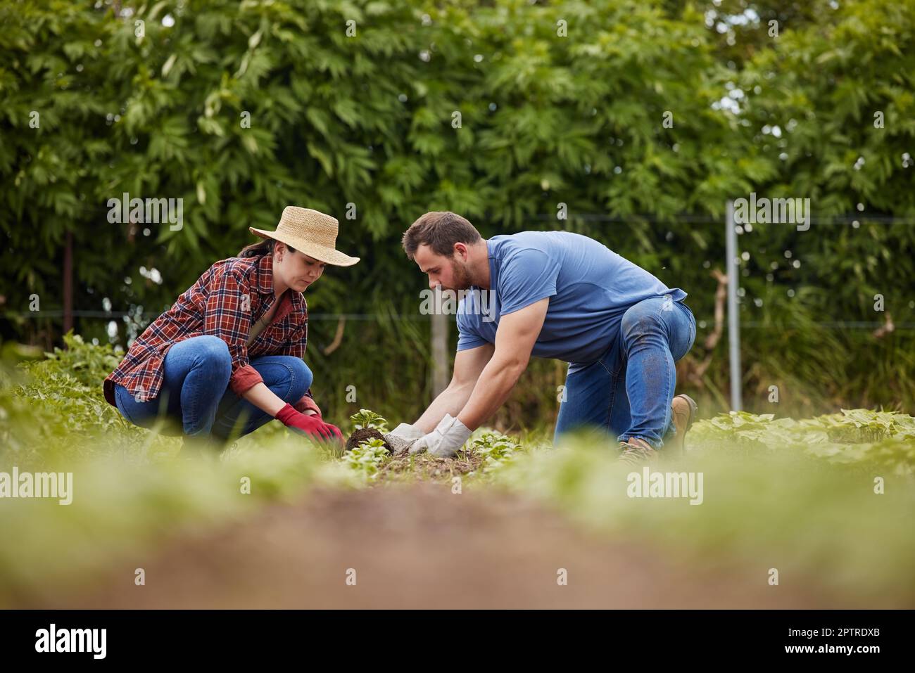 Sustainability farmers planting green plants in earth or soil on ...