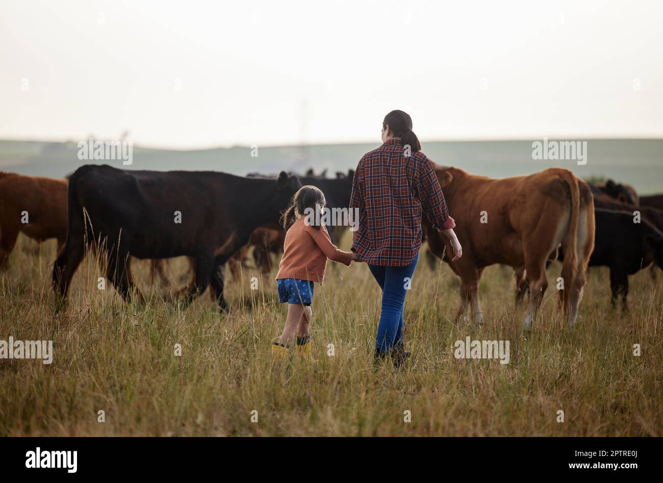 Child on farm girl cow hi-res stock photography and images - Alamy