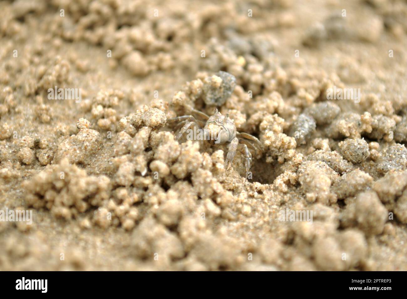 Sand bubbler crab (Dotilla sulcata) entering its burrow on the beach of ...