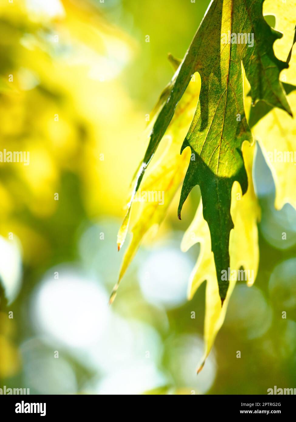 Nature, leaf and natural environment with plant or trees in a forest ...