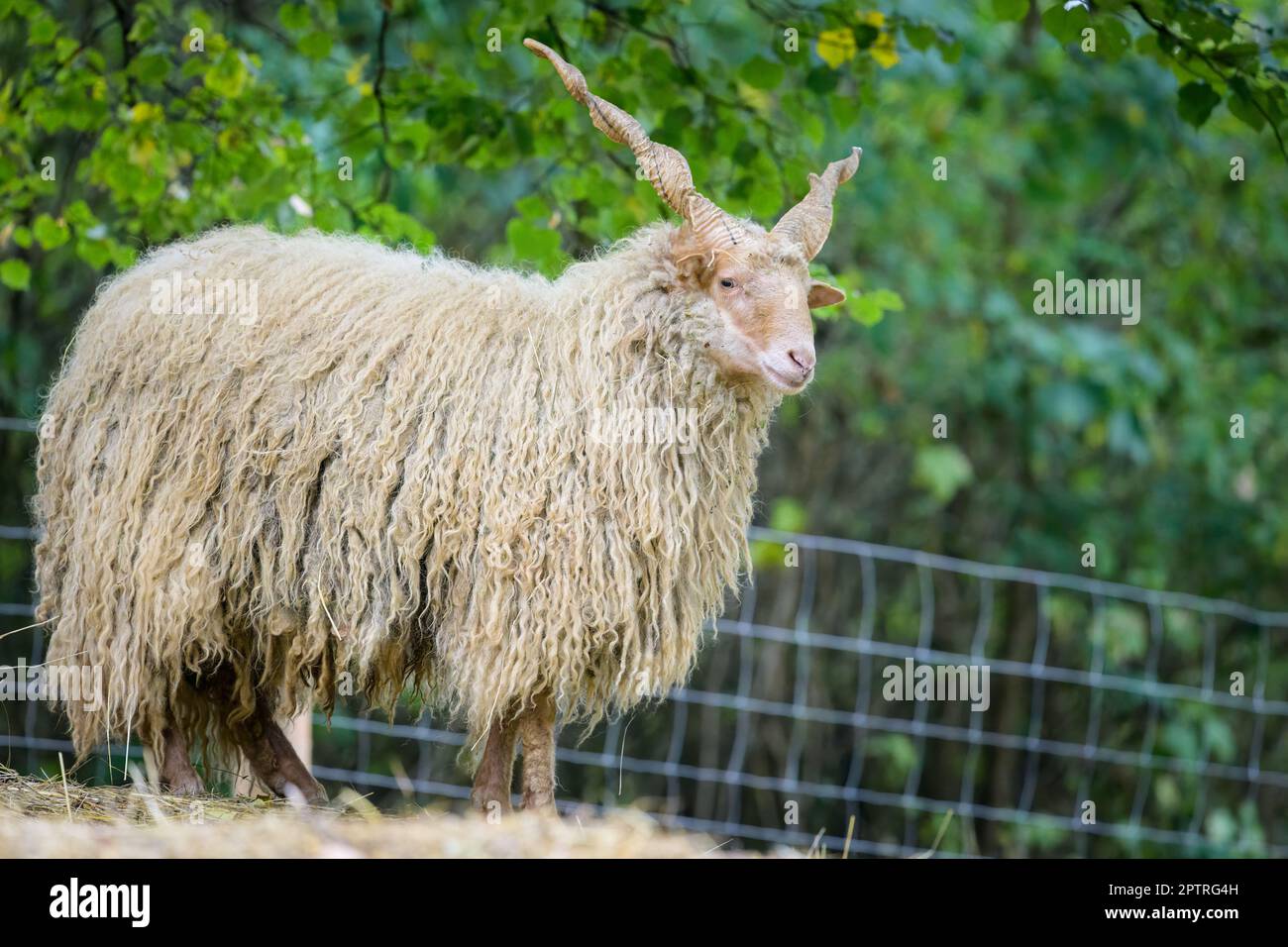 Argali sheep hi-res stock photography and images - Alamy