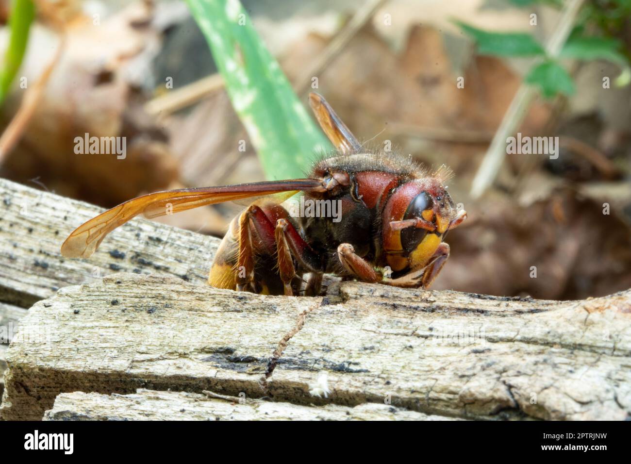 Giant hornet insect Stock Photo - Alamy
