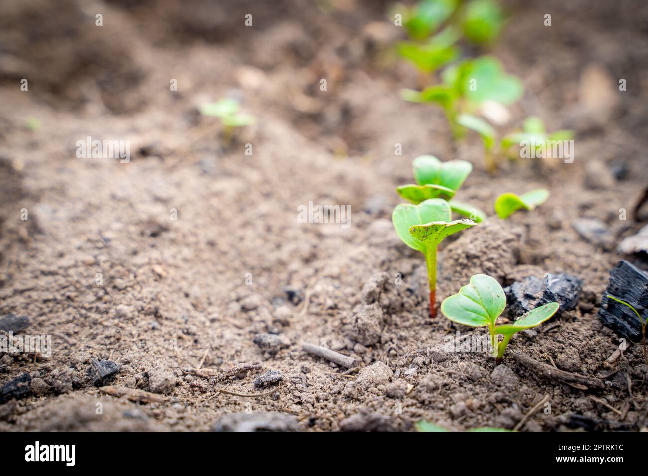 Sprouted radish close-up in the vegetable garden. Young green leaves of ...