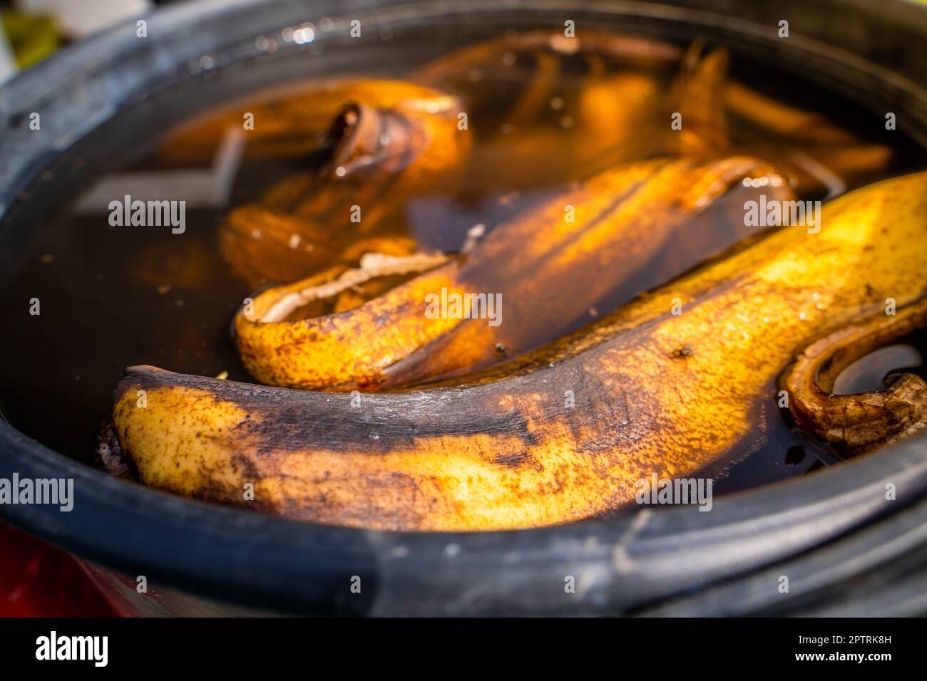 Banana tincture in water for watering plants, close-up. Plastic bucket with water and banana ...