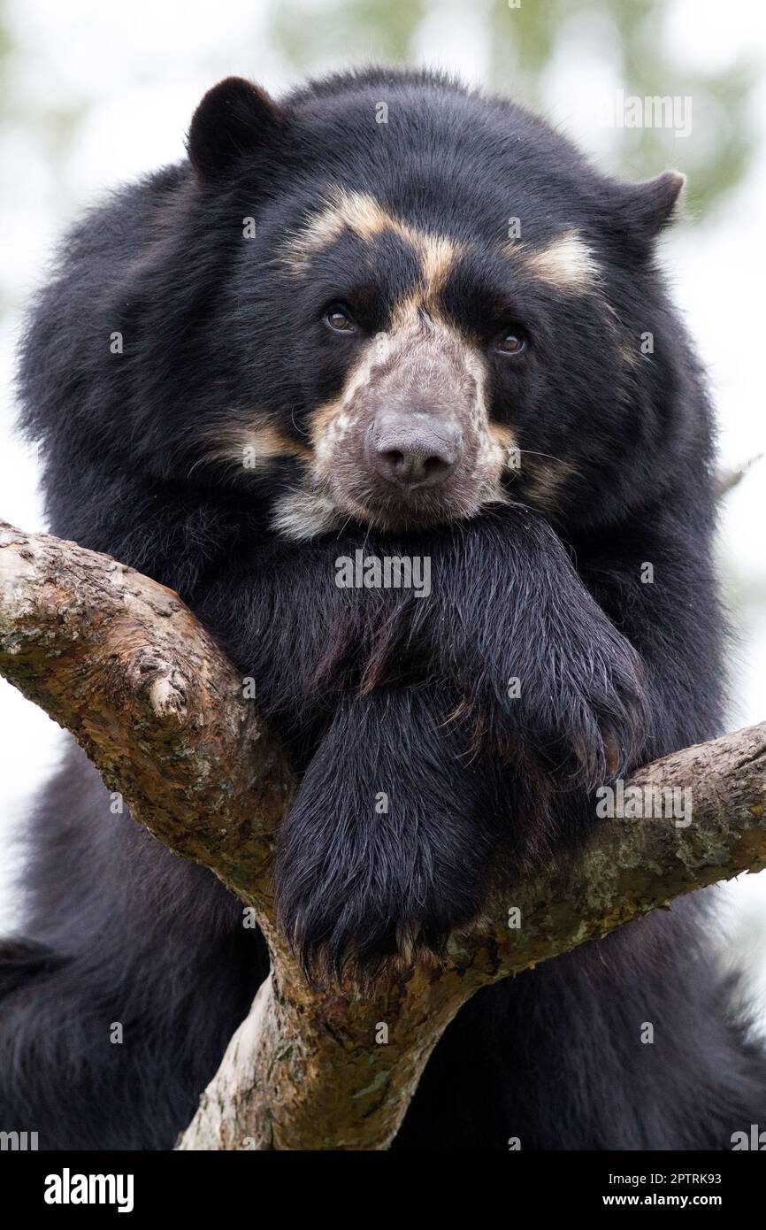 Andean bear bernie hi-res stock photography and images - Alamy