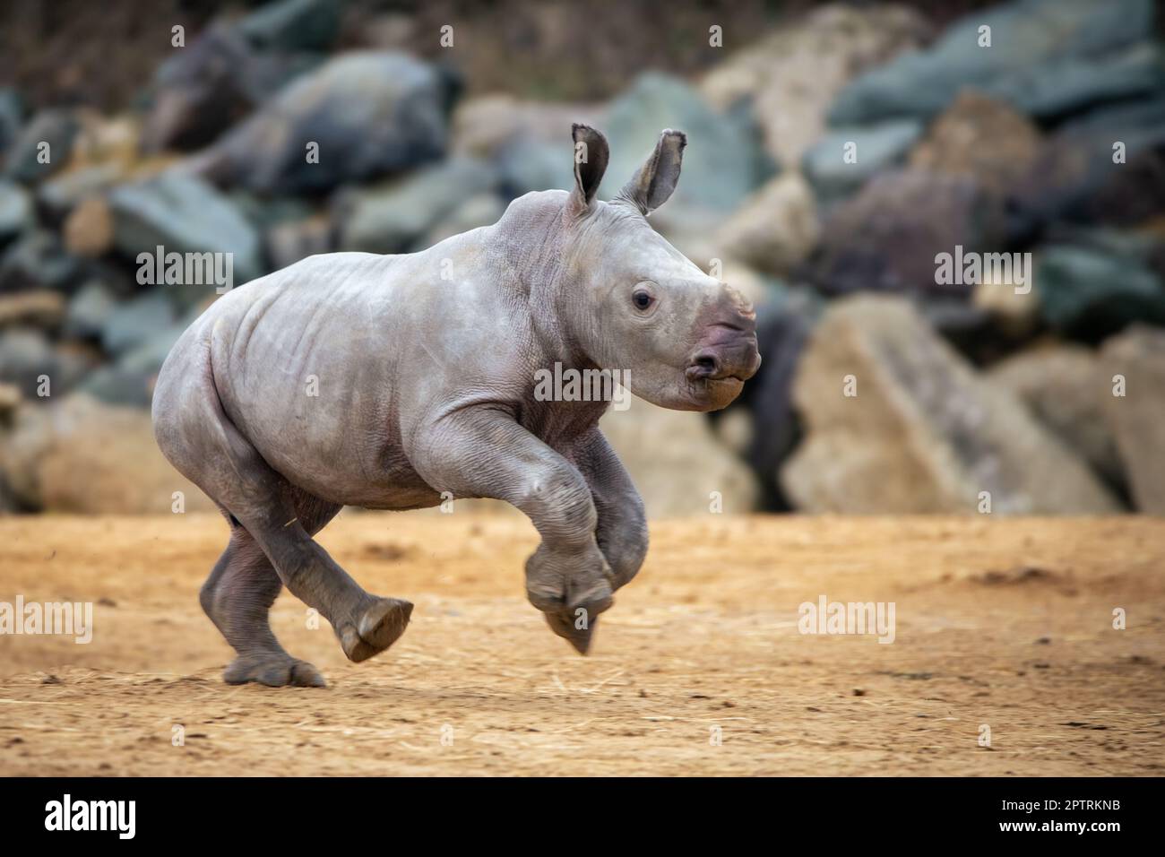 The rhino ran around getting all the new scents. COLCHESTER ZOO ...