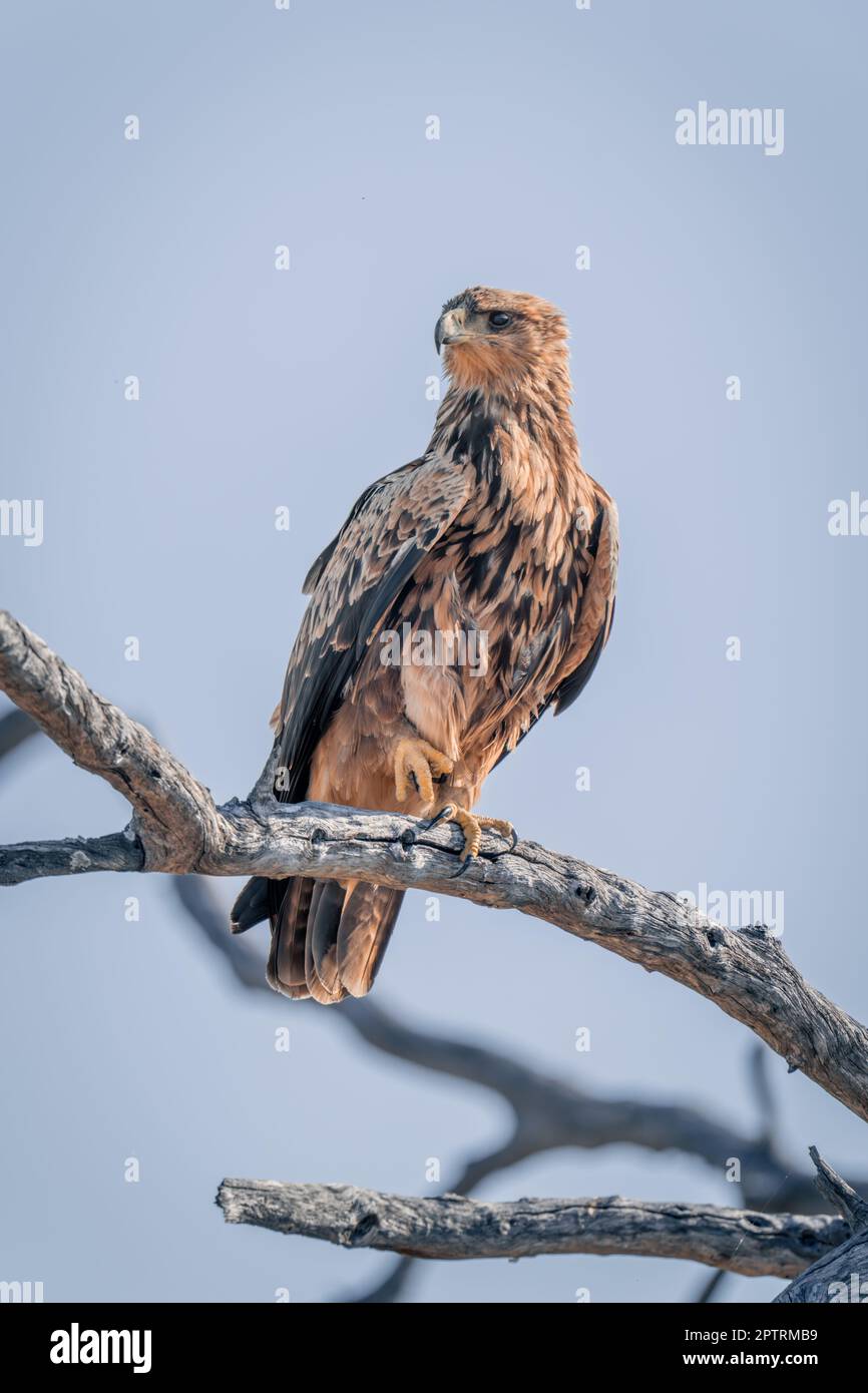 Tawny eagle on dead branch raising foot Stock Photo - Alamy