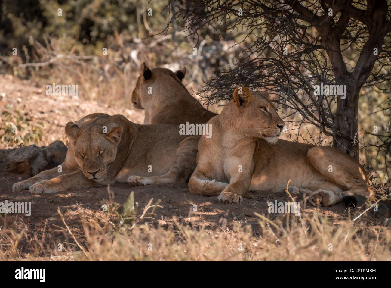 Three lionesses lie under bush in savannah Stock Photo - Alamy