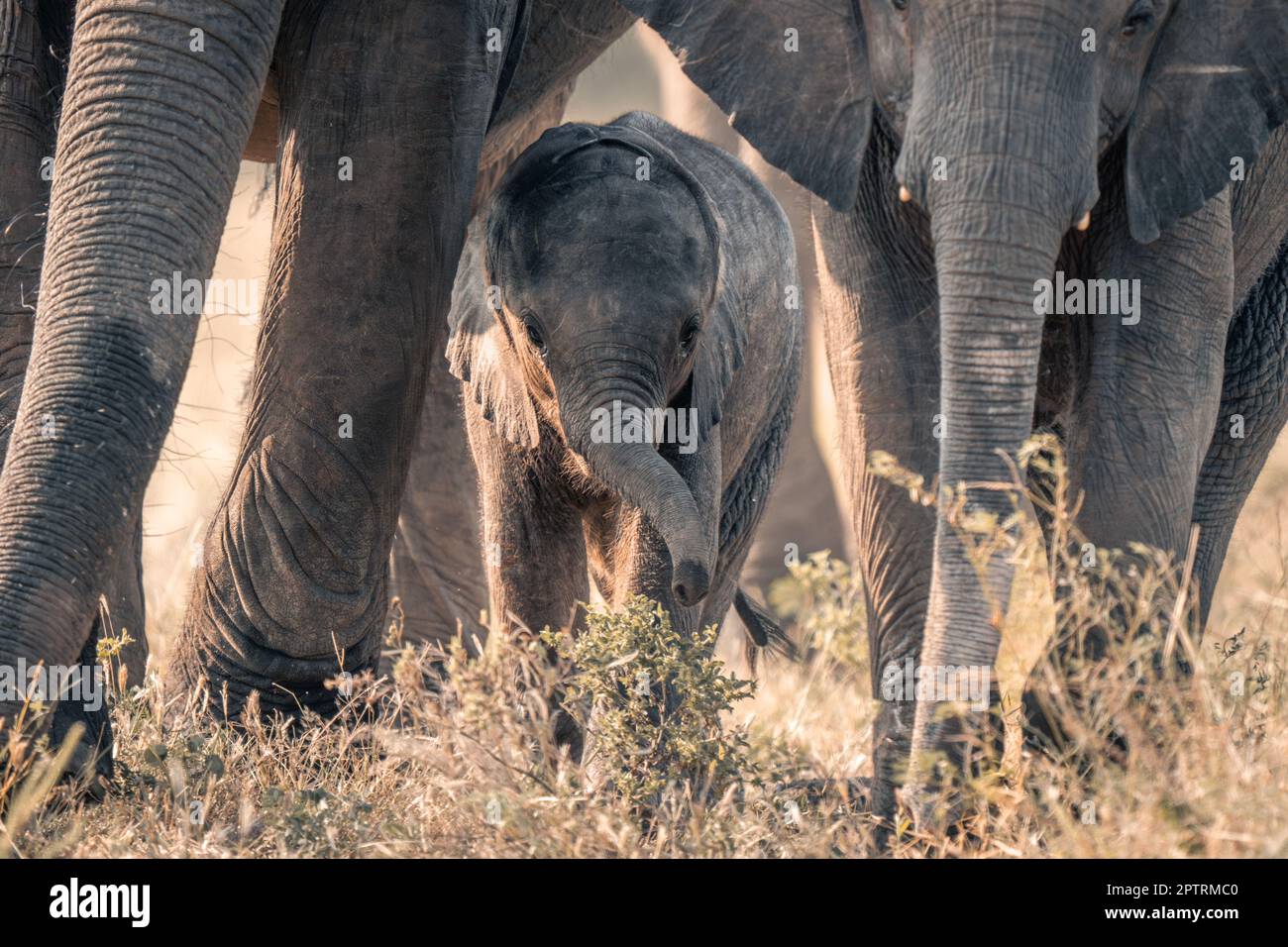 Three African bush elephants walk toward camera Stock Photo - Alamy