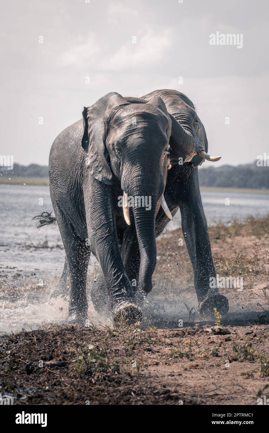 Two African elephants running out of river Stock Photo - Alamy