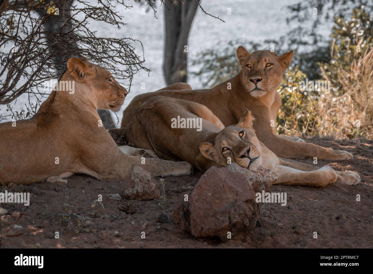 Three lionesses lie in shade under bush Stock Photo - Alamy