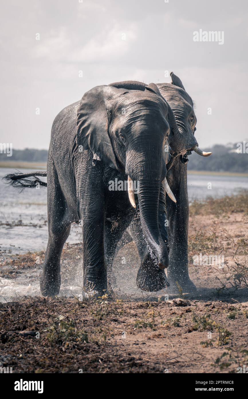 Two African elephants running on to riverbank Stock Photo - Alamy