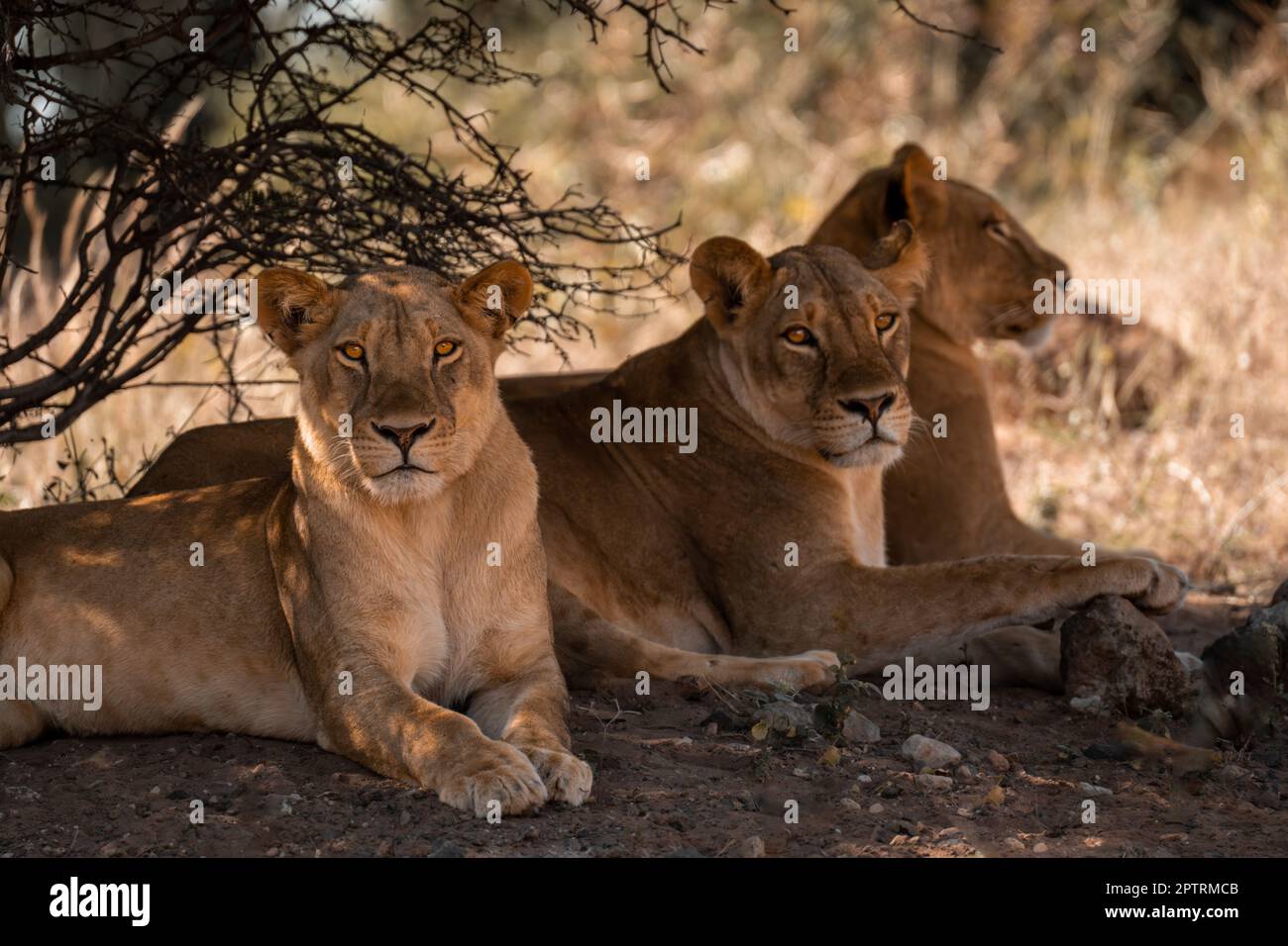 Three lionesses lie in shade of bush Stock Photo - Alamy