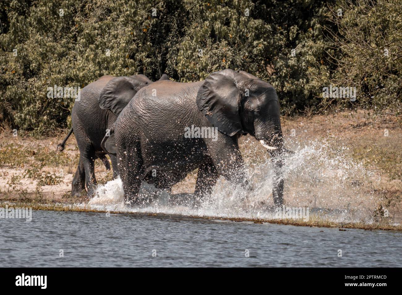 Two African bush elephants splash through shallows Stock Photo - Alamy