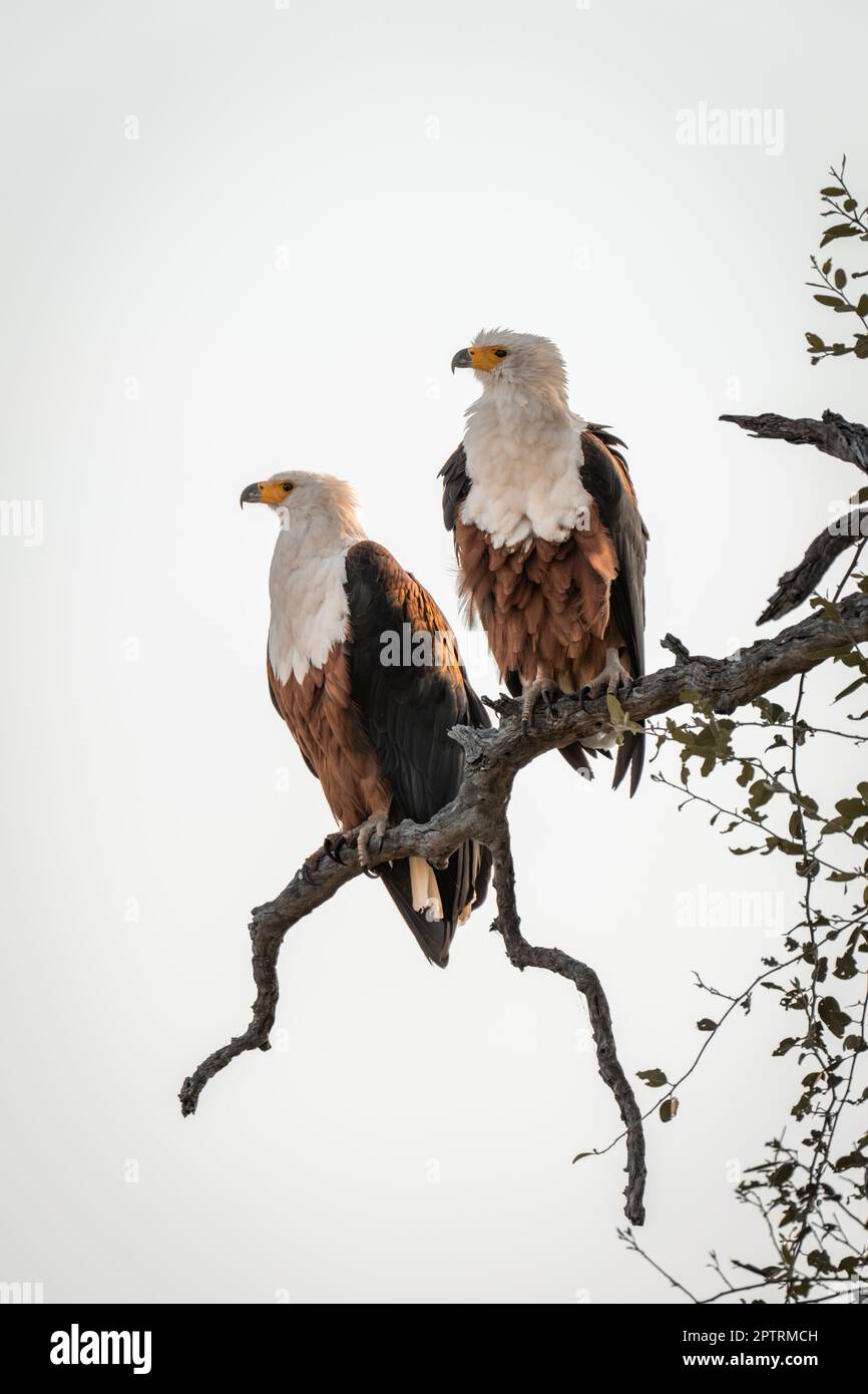Two African fish eagles on dead branch Stock Photo - Alamy