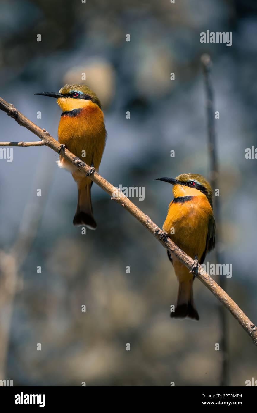 Two little bee-eaters match positions on branch Stock Photo - Alamy