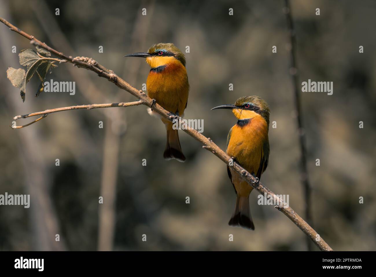 Little bee eater merops pusillus pair hi-res stock photography and ...