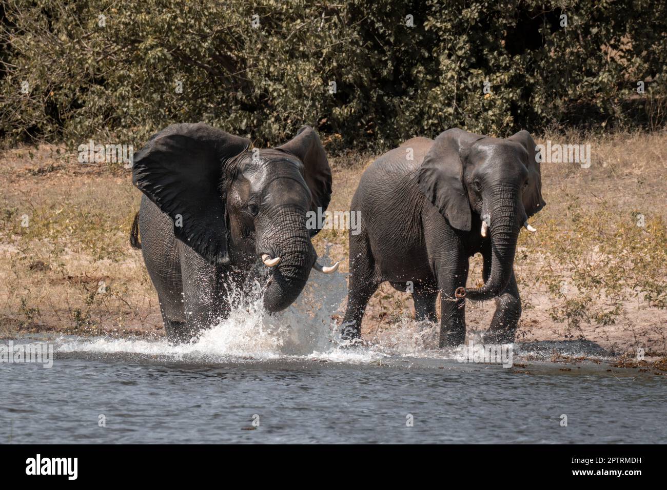 Two African elephants walk splashing through river Stock Photo - Alamy
