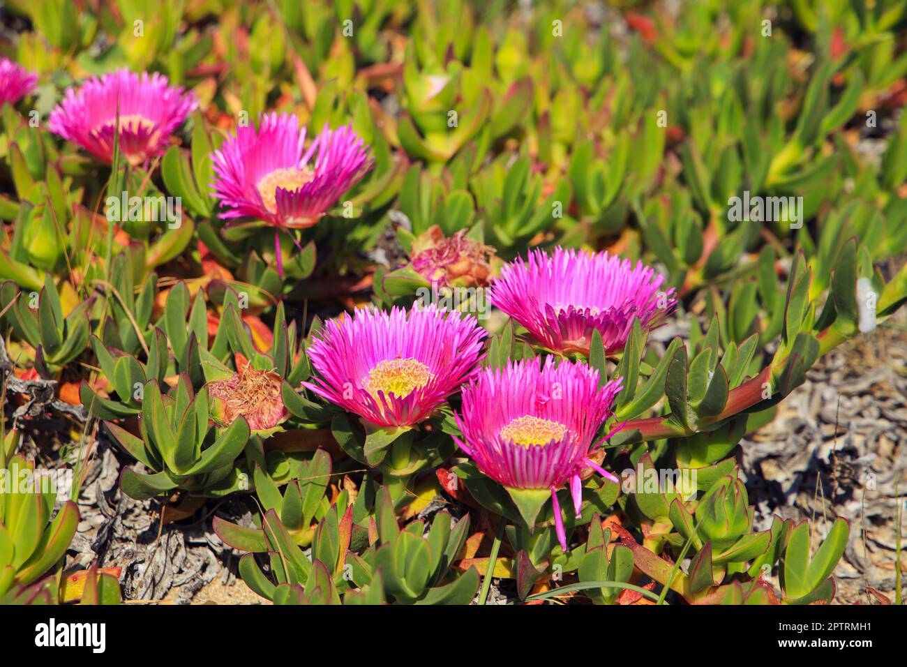 Acinaciformis flower hi-res stock photography and images - Alamy