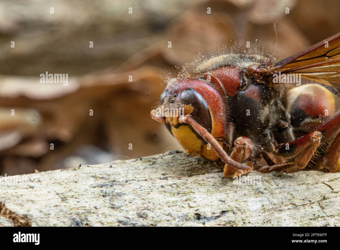 Giant hornet insect Stock Photo - Alamy