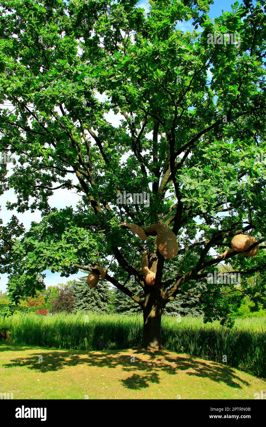 Large oak tree with artificial hornet's nests in summer park. Sprawling ...