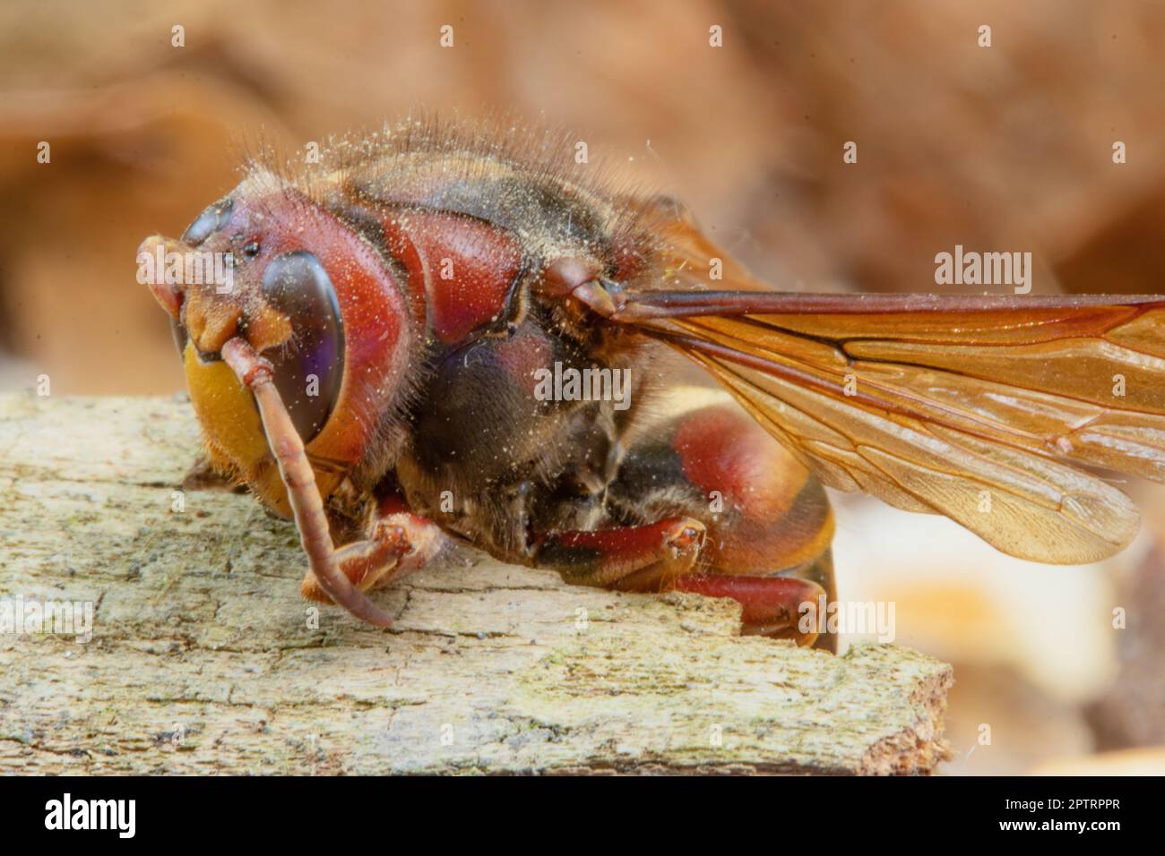 Giant hornet asia hi-res stock photography and images - Alamy