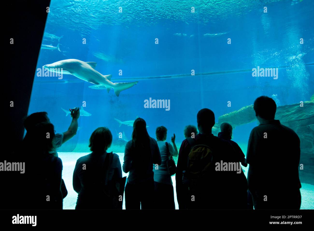 Aquarium photos hi-res stock photography and images - Alamy