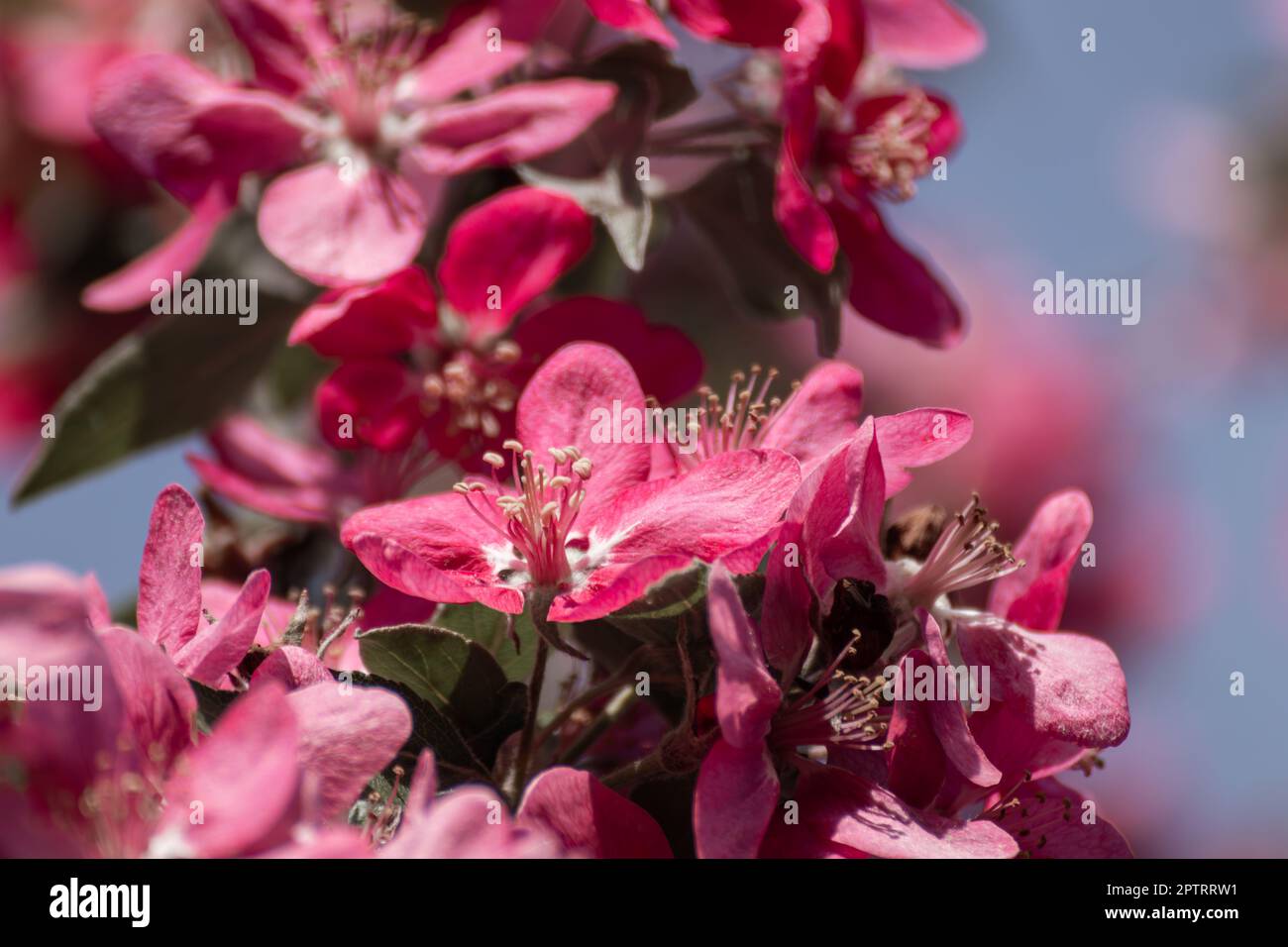 Pink apple tree blossom close-up, sunny branches. Spring vibrant pink ...
