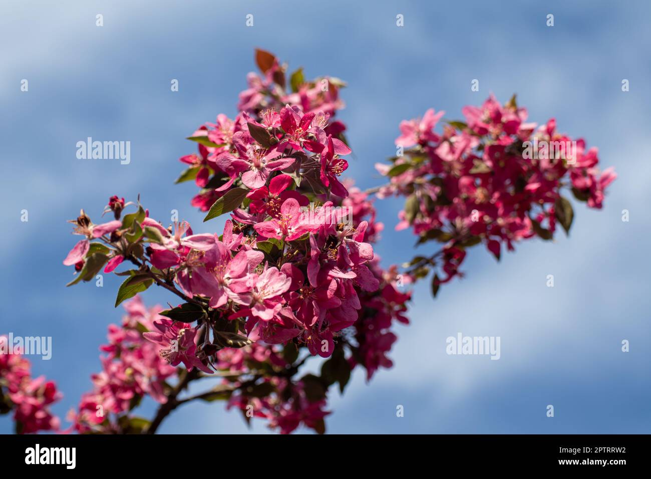 Pink apple tree blossom close-up. Spring vibrant pink flowers bloom in ...