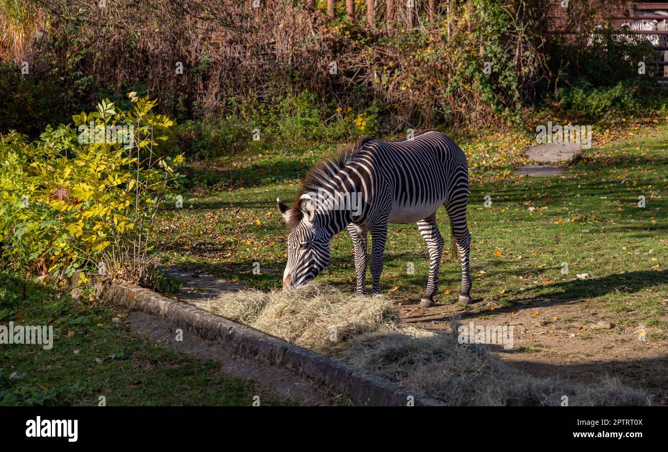 A picture of a Grevy's Zebra eating hay at the Ostrava Zoo Stock Photo ...