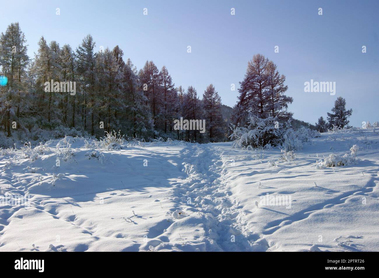 Path in snow guiding to wood daytime Stock Photo - Alamy