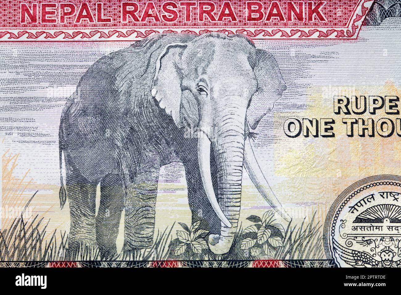 Elephant from Nepalese money - rupee Stock Photo - Alamy