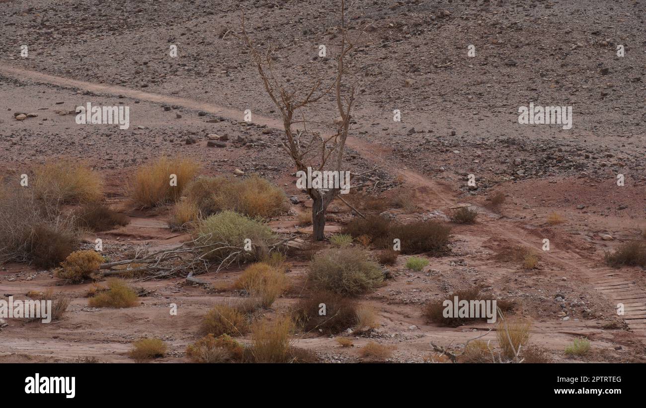 Dry acacia tree in desert of the Negev, Timna Park, Israel Stock Photo ...