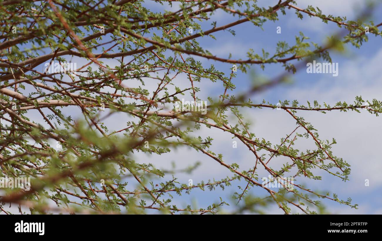 Acacia tree in geological park Timna, Israel Stock Photo - Alamy