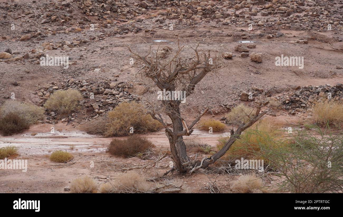 Dry acacia tree in desert of the Negev, Timna Park, Israel Stock Photo ...