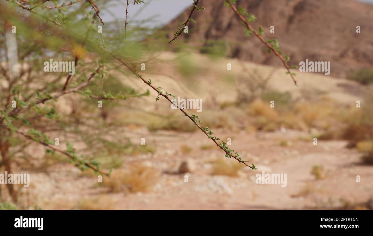 Acacia tree in geological park Timna, Israel Stock Photo - Alamy