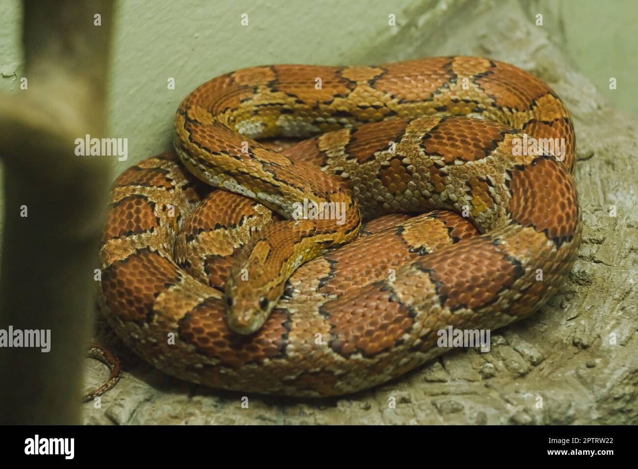 Corn Snake on the rock Is a snake that has been popular for raising ...