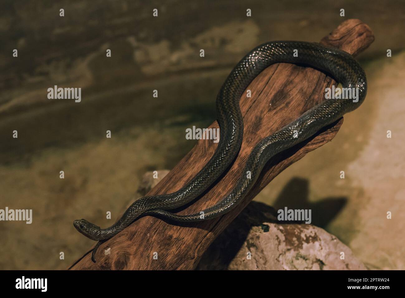 Enhydris enhydris is a small type of poisonous snake that lives mainly ...