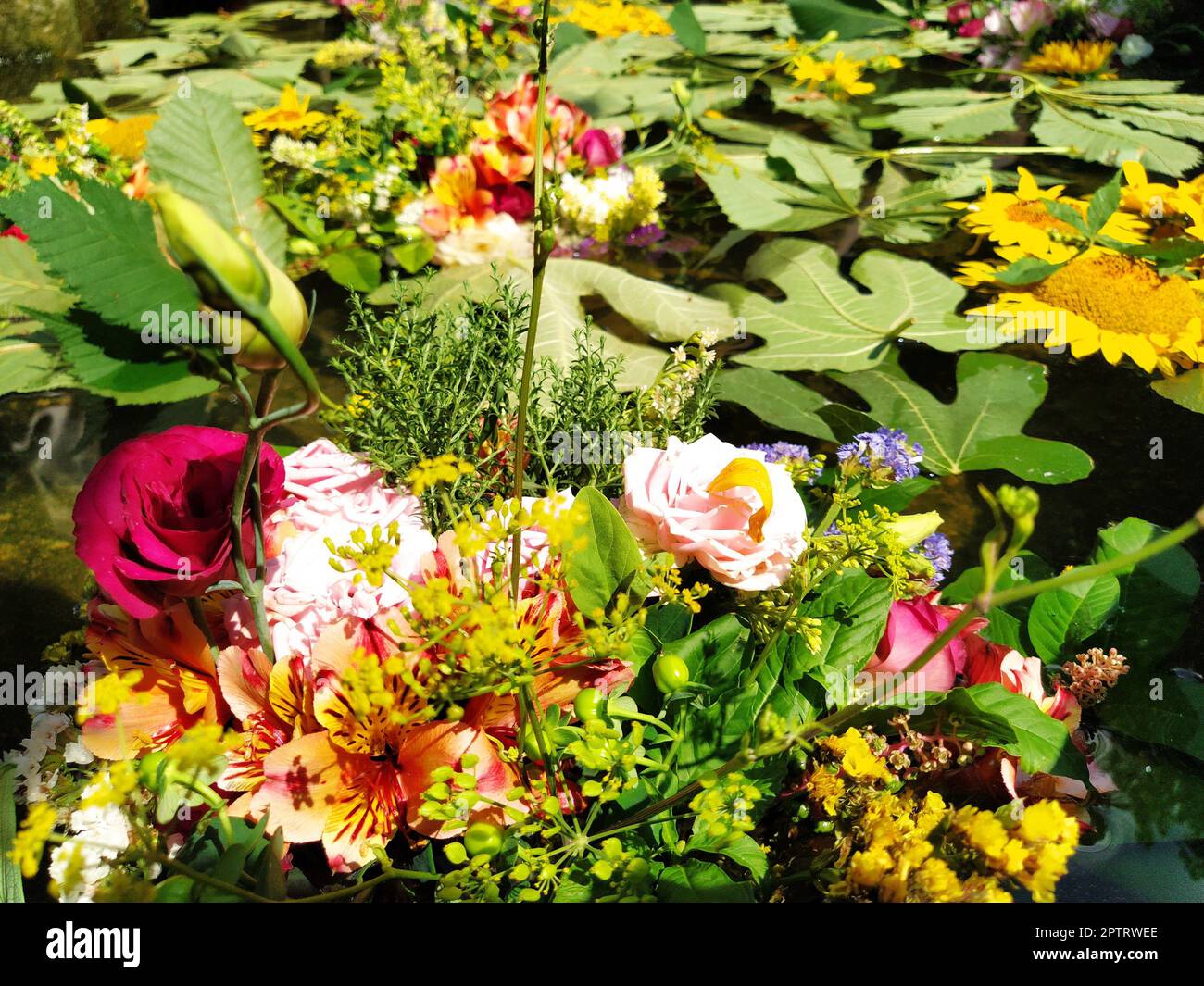 Yellow decorative sunflowers, pink and red roses in a bouquet floating ...
