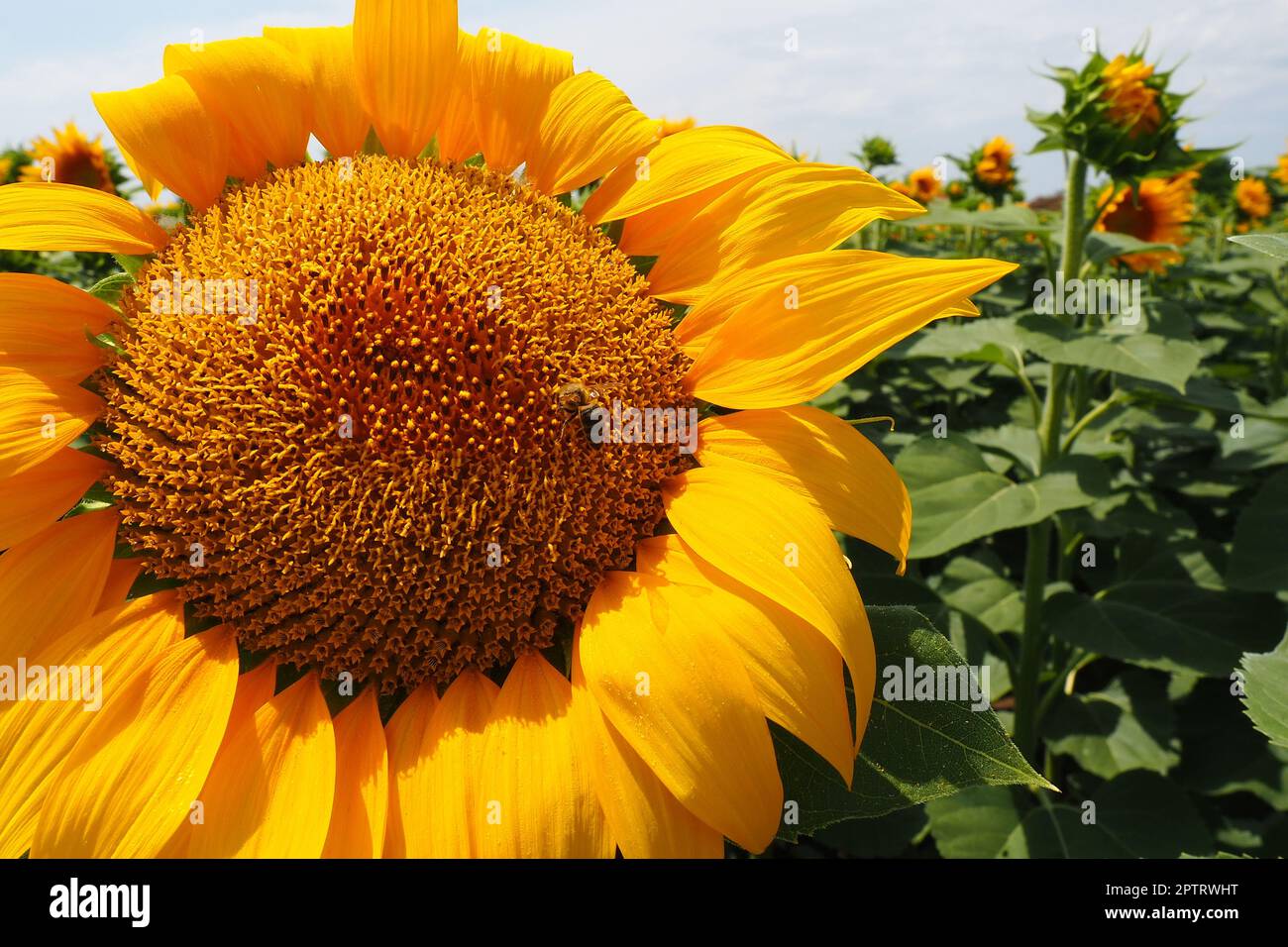 The Helianthus sunflower is a genus of plants in the Asteraceae family ...