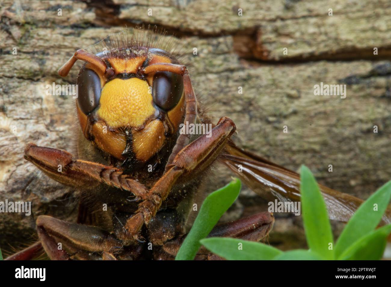 Giant hornet insect Stock Photo - Alamy