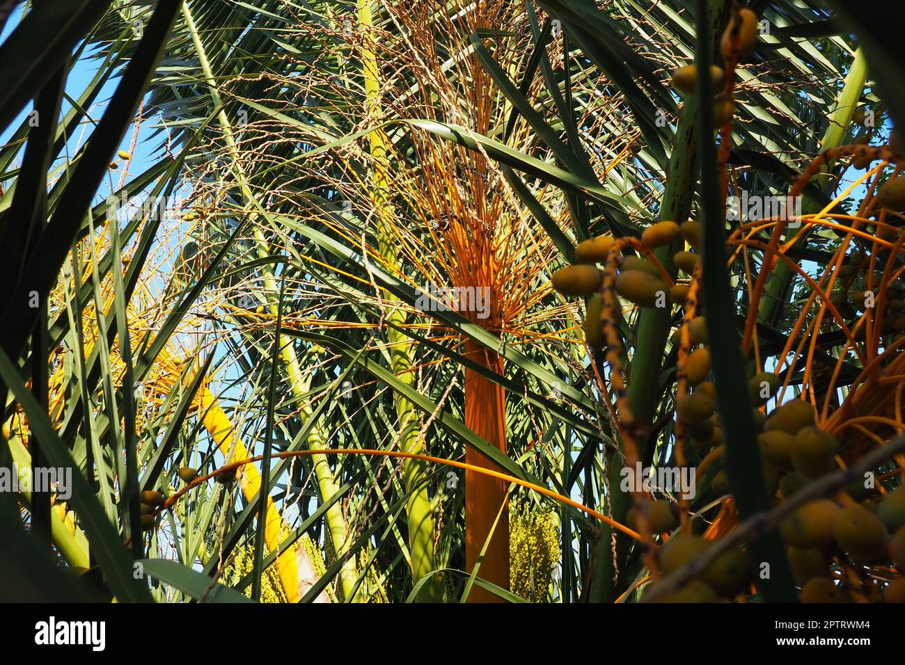 Date palm Phoenix, Date Phoenix is a genus of plants in the Arecaceae ...