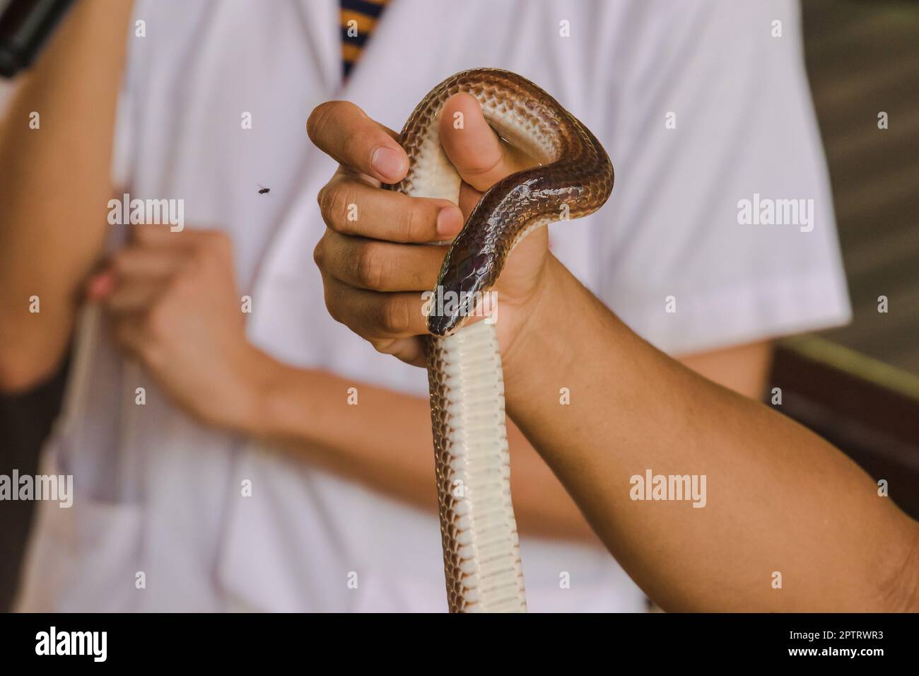 Sunbeam snake on the hands of men Is a non-venomous snake The body is ...