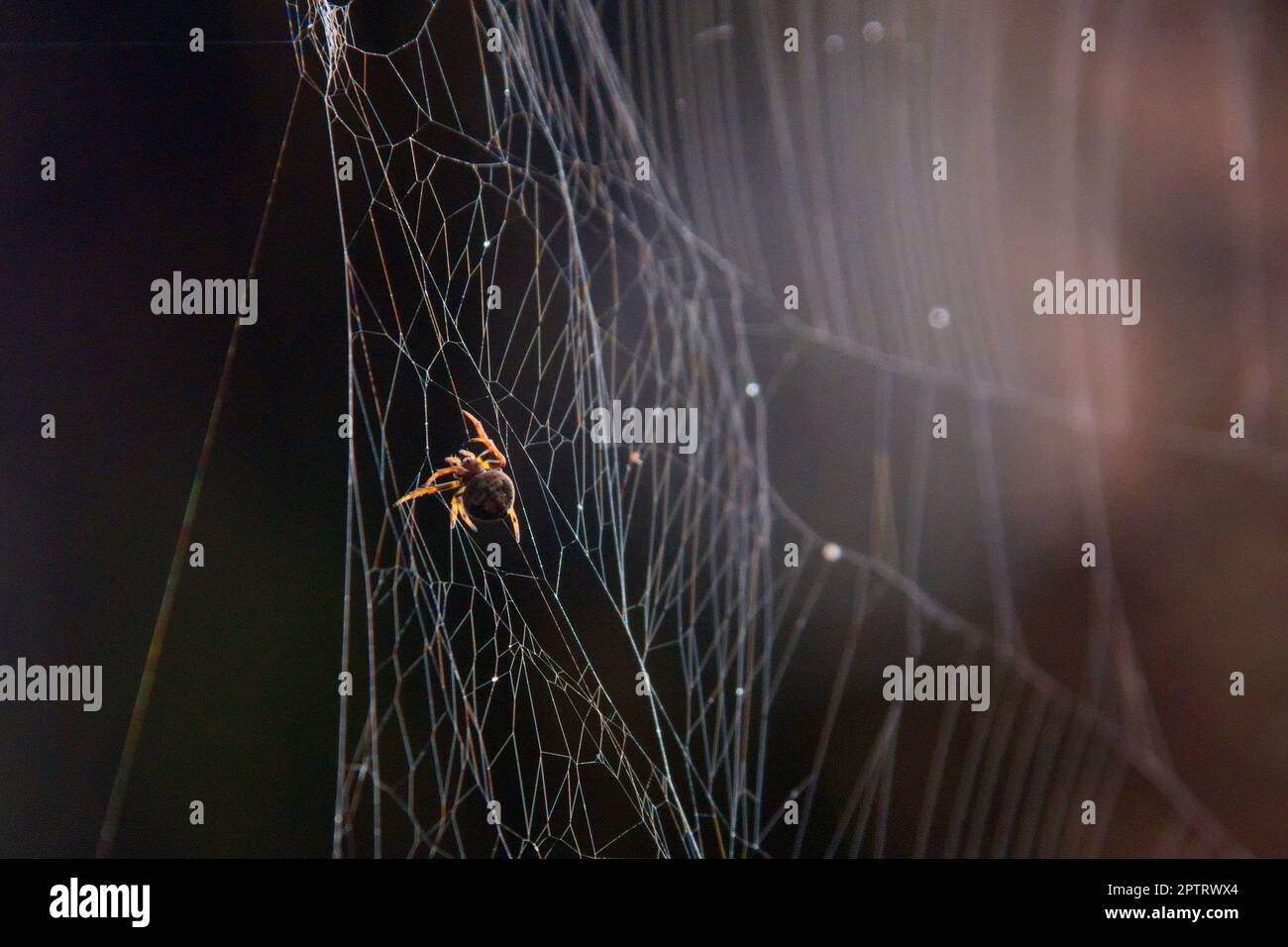 Tiny spider hanging from its web. Extreme close up macro Stock Photo ...