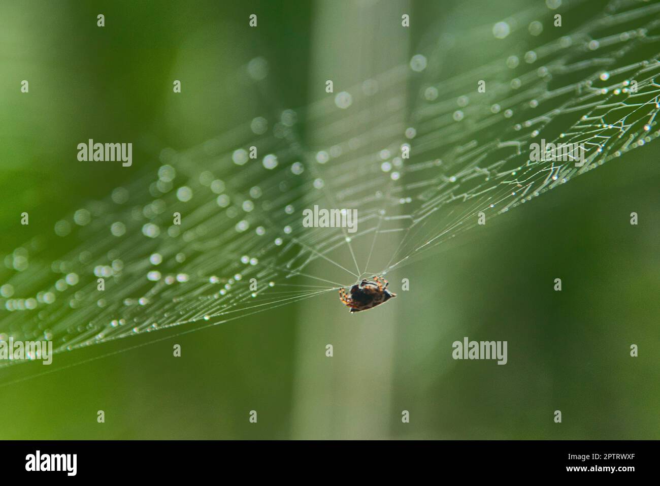 Tiny spider hanging from its web with glistening droplets on it on a ...
