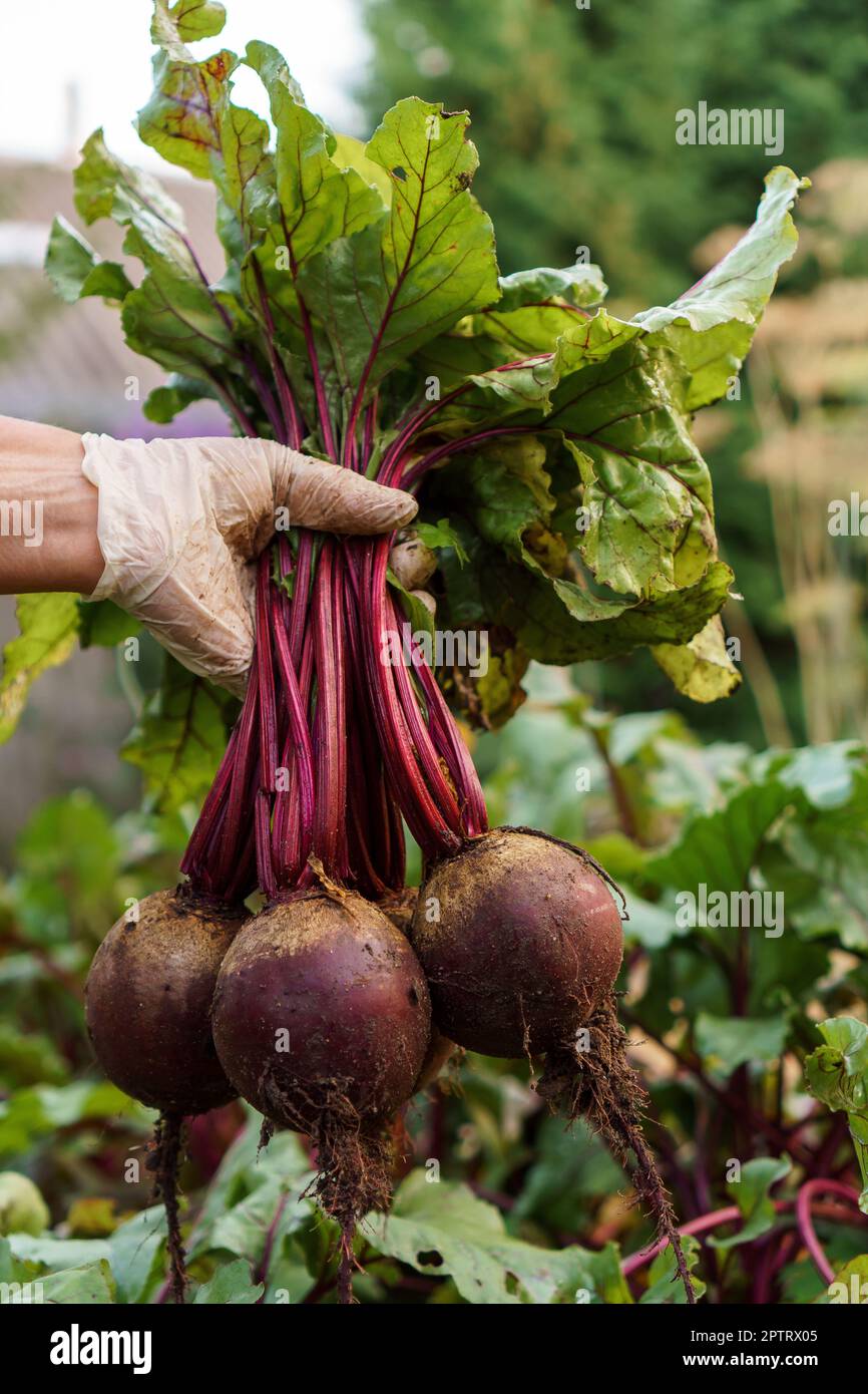 Cropped photo of man wearing white disposable glove, gathering holding ...