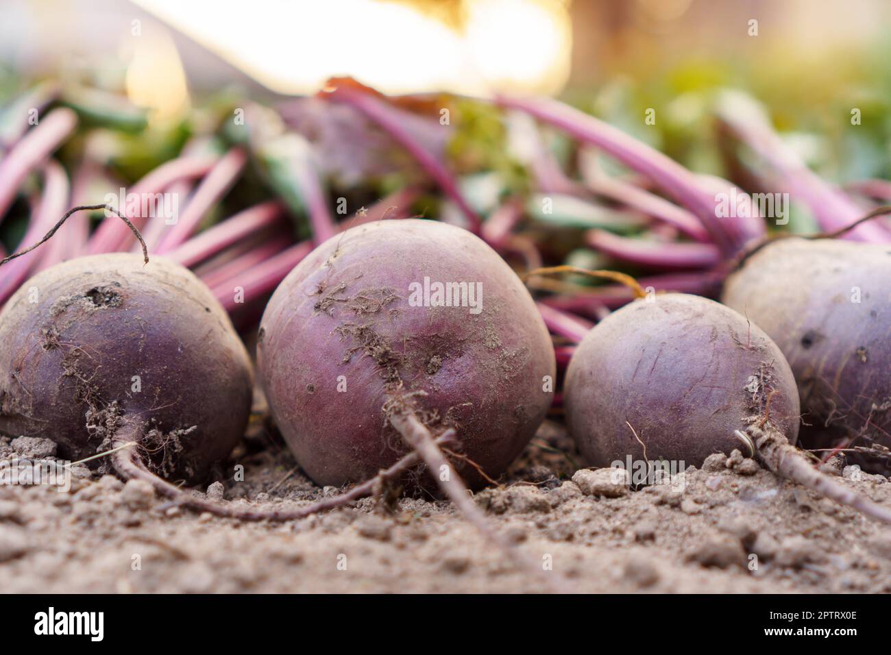 Side view of row of ripe unwashed beets beetroot lying on ground dug ...