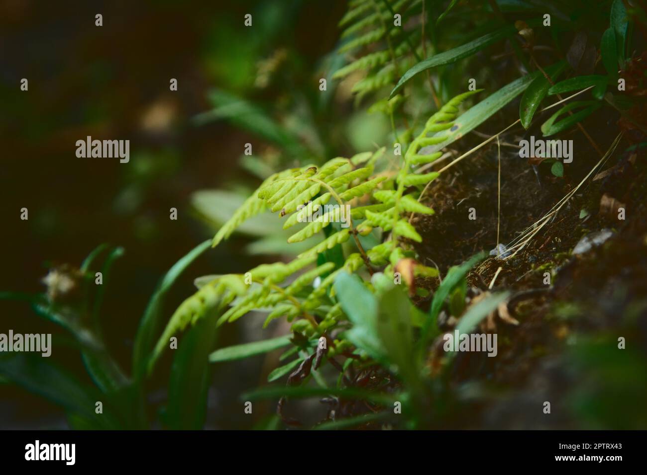 Ferns growing on forest floor hi-res stock photography and images - Alamy