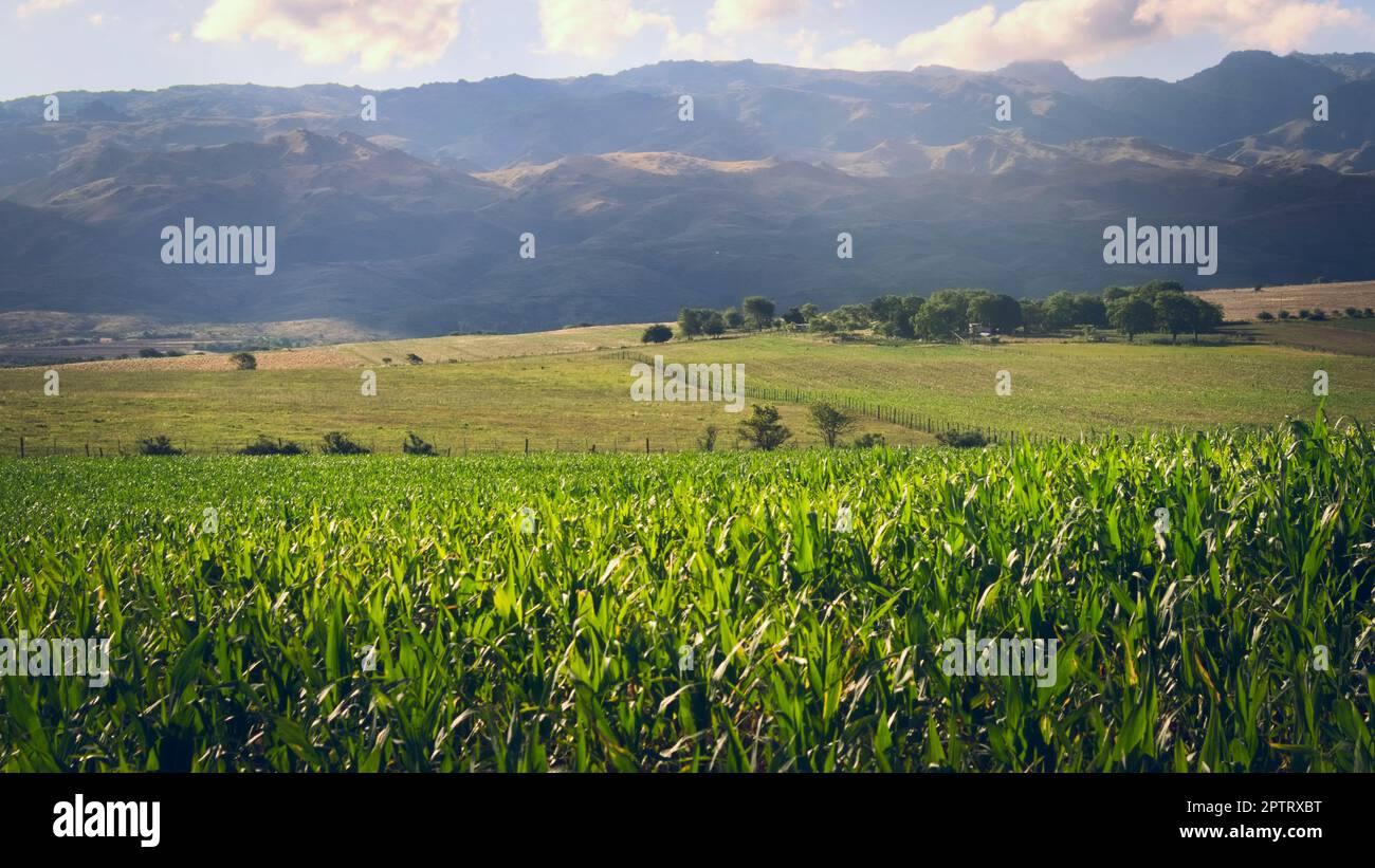 Corn plantations and fertile farmlands in the meadows of San Luis ...