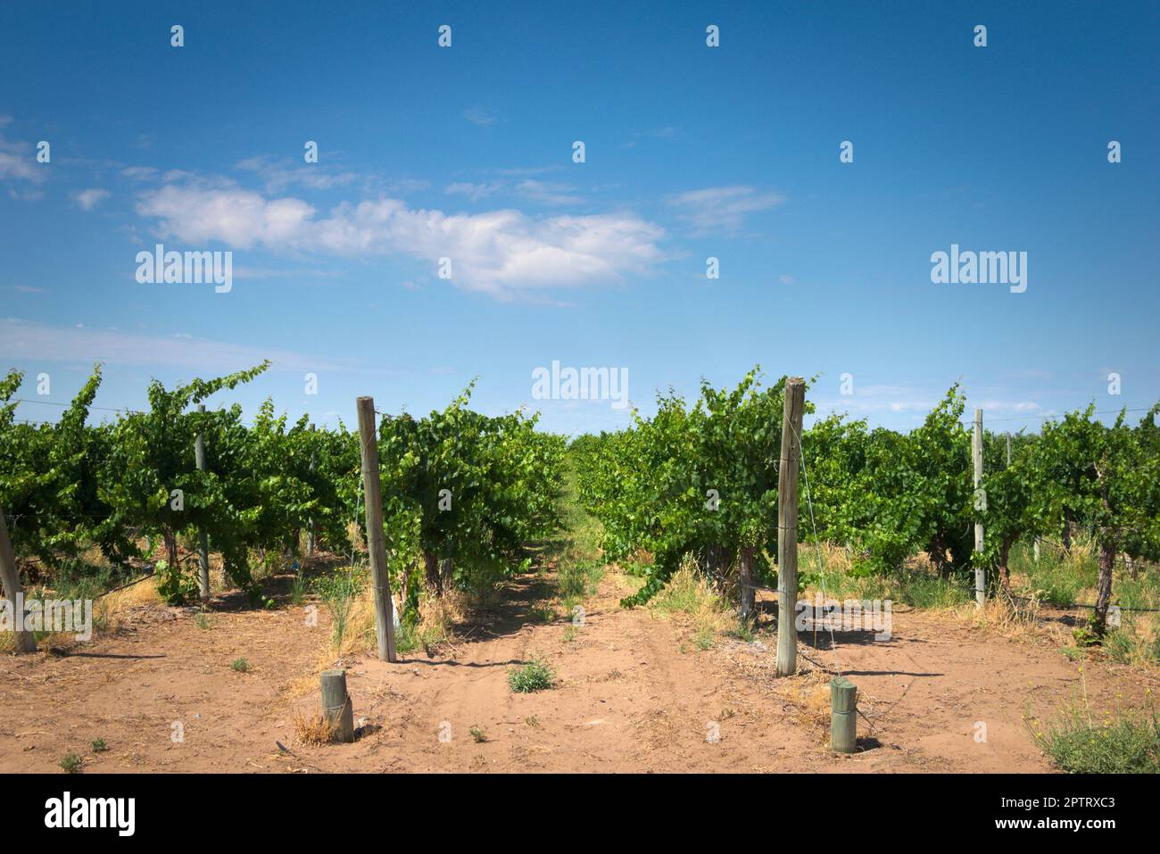 Grapevine rows at a winery estate in Mendoza, Argentina. Agricultural ...